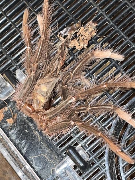 Sexing From Molt R Tarantulas