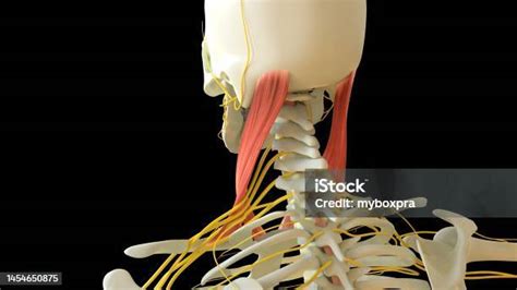 Anatomi Otot Sternocleidomastoid Untuk Rendering 3d Konsep Medis Foto