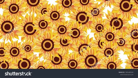 Sun Flower Background Vector Eps Stock Vector Royalty Free 1985480549 Shutterstock