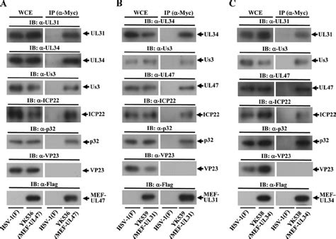 Interactions Among Ul47 P32 Ul31 Ul34 Icp22 And Us3 In