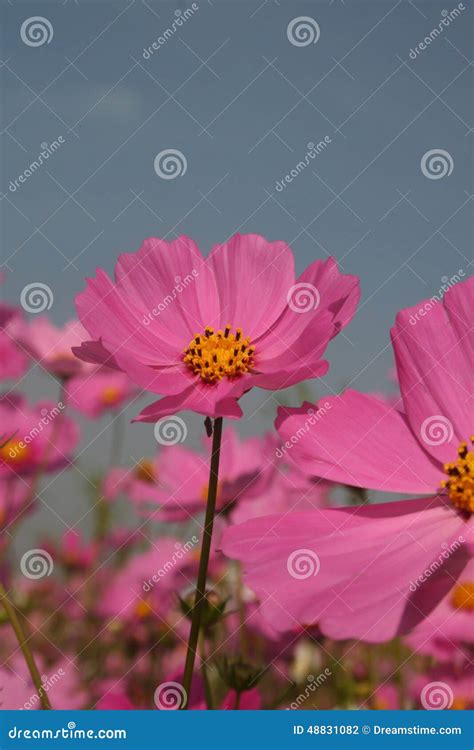 A Pink Cosmos Stock Photo Image Of Pink Nature Cosmos