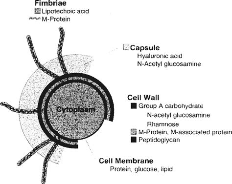 Figure 1 From Analysis Of Antibody Responses To Streptococcal And
