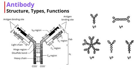 Antibody Structure Types Functions Microbiologystudy Microbiology