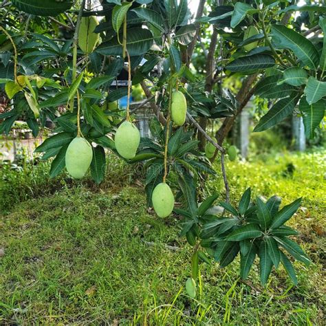 The Small Mangoes Fruit Grow Stock Image Image Of Vitamin Green 372090783