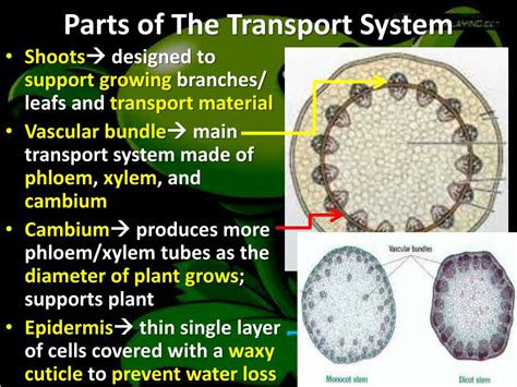 Ppt Transportation In Plants Powerpoint Presentation Free Download