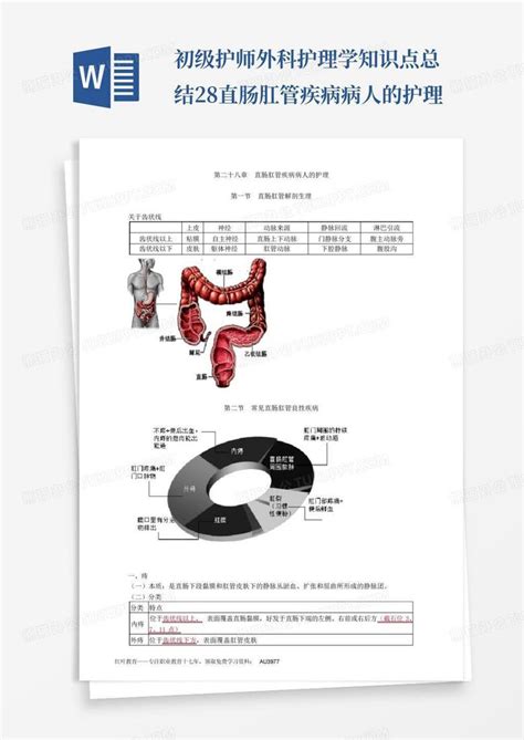 初级护师外科护理学知识点总结28直肠肛管疾病病人的护理word模板下载编号qrymannd熊猫办公