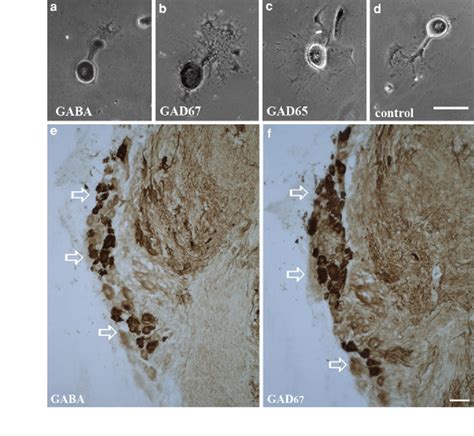 A D Phase Contrast Micrographs Of Cultured Cells From Left To Right