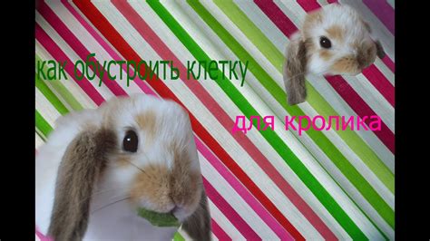 Как обустроить клетку для кролика Youtube
