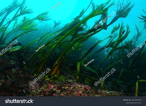 21557 해조숲 이미지 스톡 사진 및 벡터 Shutterstock