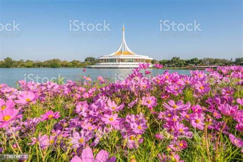 수안루앙 라마 Ix 공공 공원과 식물원에서 아침에 아름다운 꽃 방콕에서 가장 큰 공원에 대한 스톡 사진 및 기타 이미지 공원 꽃 식물 자연 풍치지구 Istock