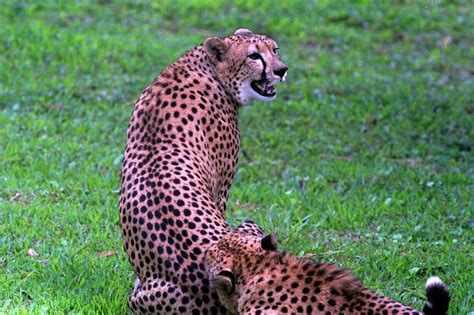 Cheetah Adaptations Evolutionary Secrets Fauna Facts