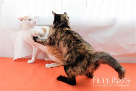 Love Kuching Project Luvkuching Kitten Adoption Rescue Tnr Adopt