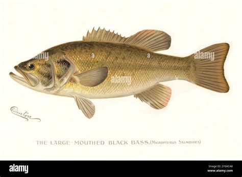 The Large Mouthed Black Bass Largemouth Bass Micropterus Salmoides