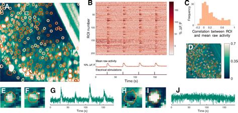 able an activity based level set segmentation algorithm for two photon