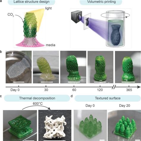 Dual Carbon Sequestration In Photosynthetic Living Materials A