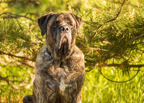 Brindle Mastiff Info Pictures Origin And History Hepper Pet Resources