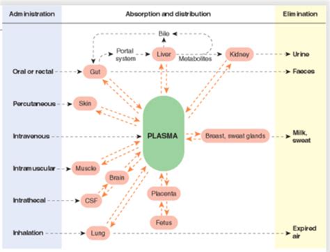Principles Of Drug Use And Action Flashcards Quizlet