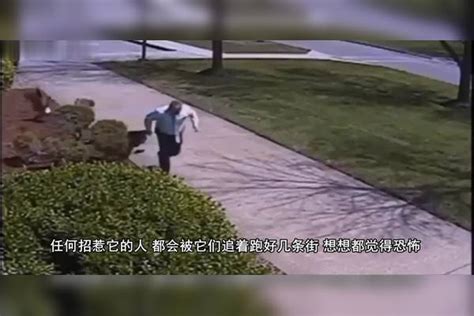 霸道大鹅，进狗嘴里找吃的，网友：狗老实也不能这么欺负网友