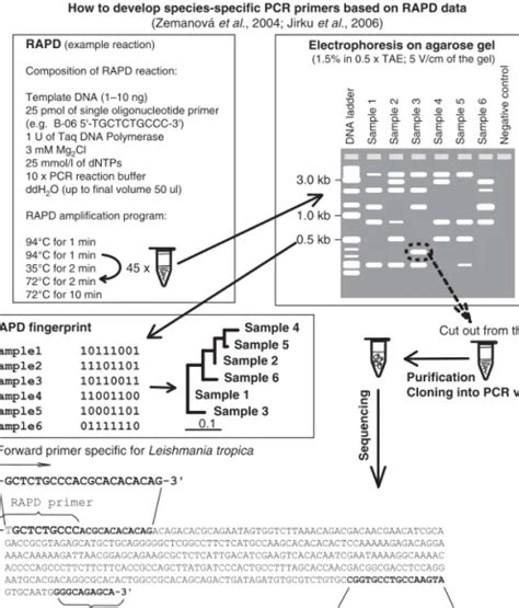 Development Of Strain Specific Pcr Marker For Molecular Identification And Diagnostics