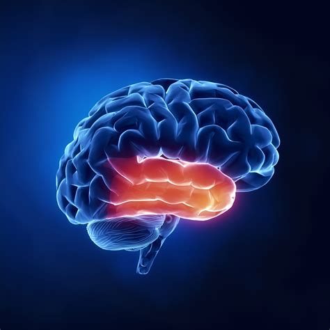 Temporal Lobectomy And Epilepsy The Defeating Epilepsy Foundation