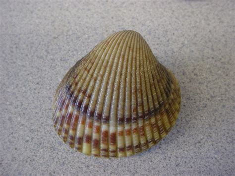 Clinocardium Nuttallii