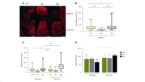 Lipid Metabolism In Drosophila Melanogaster Tgf ß Mutant Larvae At 24