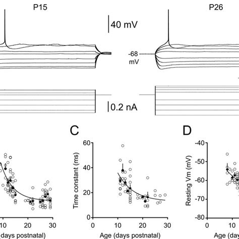 Postnatal Development Of The Subthreshold Membrane Properties Of Layer Download Scientific