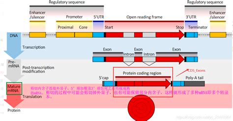 omics精进09 mrna生信分析常规流程 pythonic生物人的博客 csdn博客