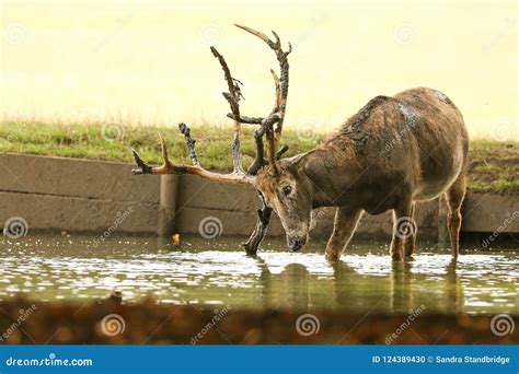 A Stag Milu Deer Also Known As PÃ©re David`s Elaphurus Davidianus