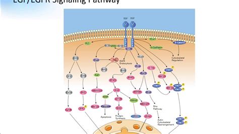 What Are The Main Target Proteins Of The Egf Signaling Pathway At Missy