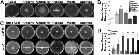 Proteus Mirabilis Swarming Motility