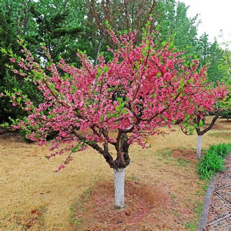 Semi Dwarf Peach Tree