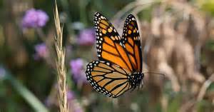 Una Mujer Encuentra Una Mariposa En Su Jardín Que No Puede Volar Y La