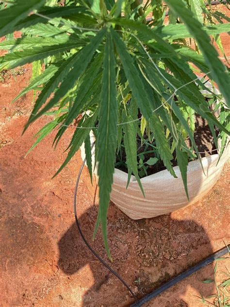 7 Whitefly Infestation Object Detection Dataset By Nawinee