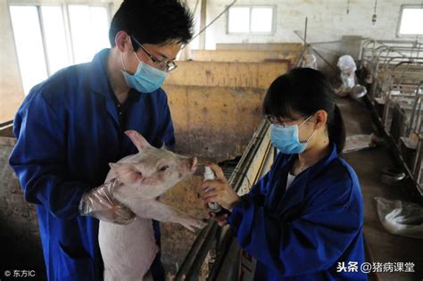 猪常见病毒性腹泻及防治用药仔猪