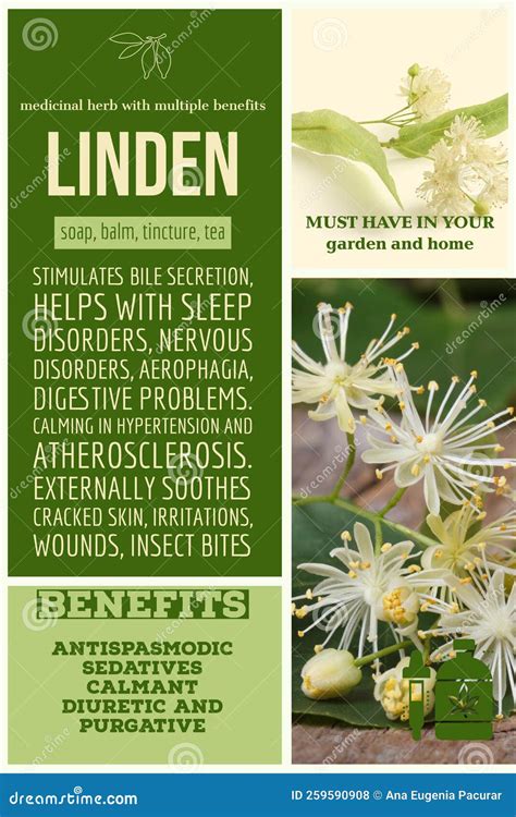 Medicinal Herbs Benefits Herbalist Advise Linden Stock Illustration