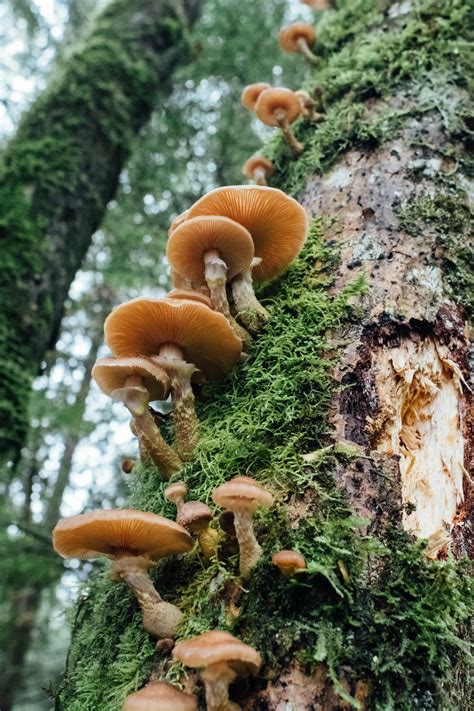 Fungi Vs Yeast Whats The Difference This Vs That