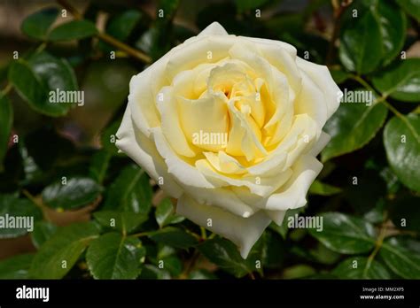 Rose Flower The Alcazar breeder Hans Jürgen Evers introducer