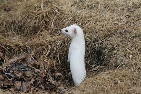 Ubuntu New Features Eoan Ermine Is A Calm One Marksei