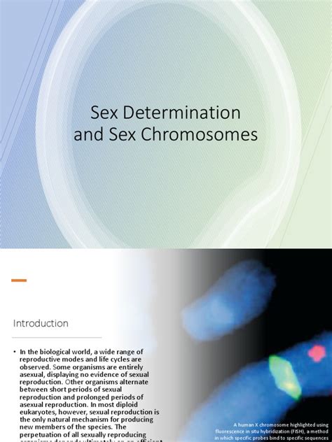 Handout Sex Determination Pdf Sex Sexual Reproduction