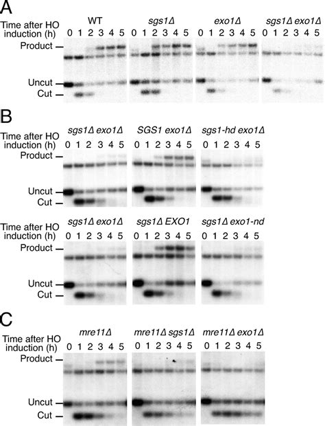 Dna Helicases Sgs1 And Blm Promote Dna Double Strand Break Resection