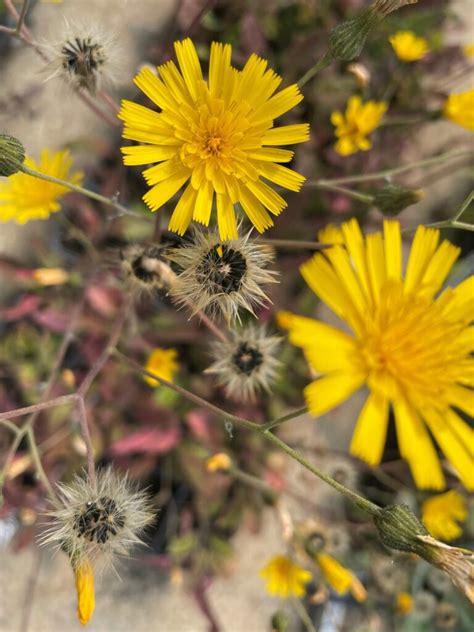 Spotted Hawkweed Hieracium Maculatum Naturescape