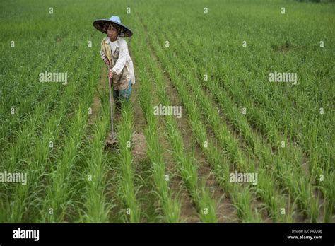 A Female Rice Field Worker At The Harau Valley Sumatra Indonesia