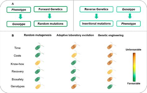 Figure 1 From Random Mutagenesis As A Promising Tool For Microalgal