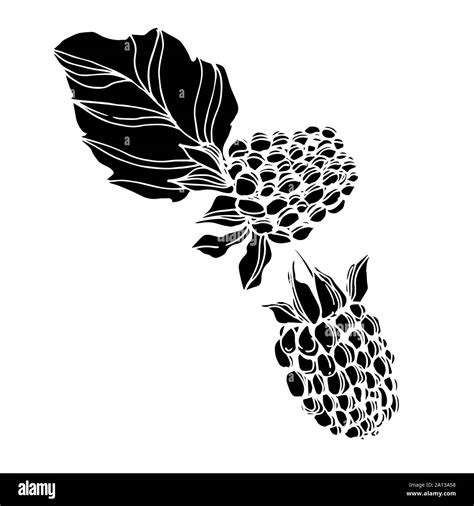 Vector Blackberry Healthy Food Black And White Engraved Ink Art