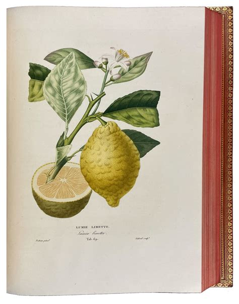 Histoire Naturelle Des Orangers Joseph Antoine Risso Pierre Antoine