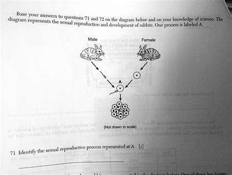SOLVED The Diagram Represents The Sexual Reproduction And Development Of Rabbits Identify The