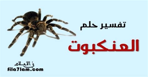 تفسير حلم العنكبوت في المنام ورؤية العناكب الصغيرة والكبيرة في الاحلام