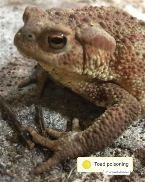 The British Toad Bufo Bufo Is Much Less Toxic Than Some Exotic