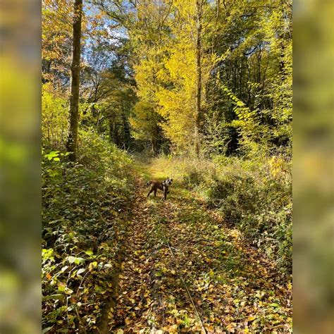 Entraide Discussion 37 Bonjour Quel Est Le Meilleur Prothésiste